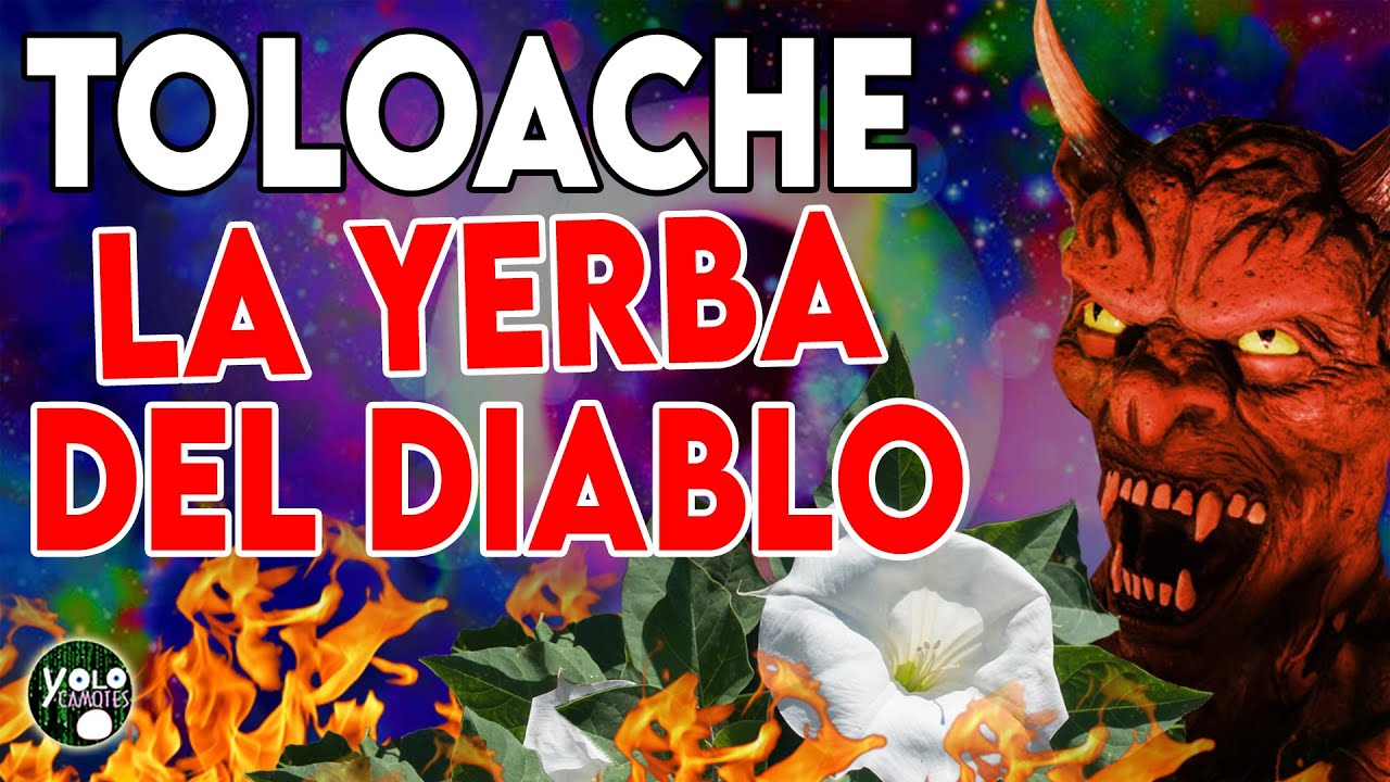 Descubre los increíbles beneficios del agua de toloache: la planta ...